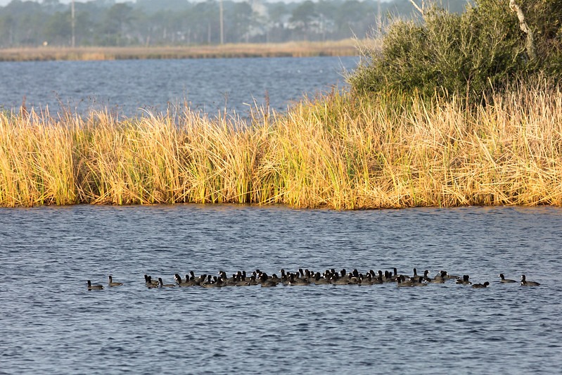Kayak the bays and waterways to view wildlife in its natural habitat ...