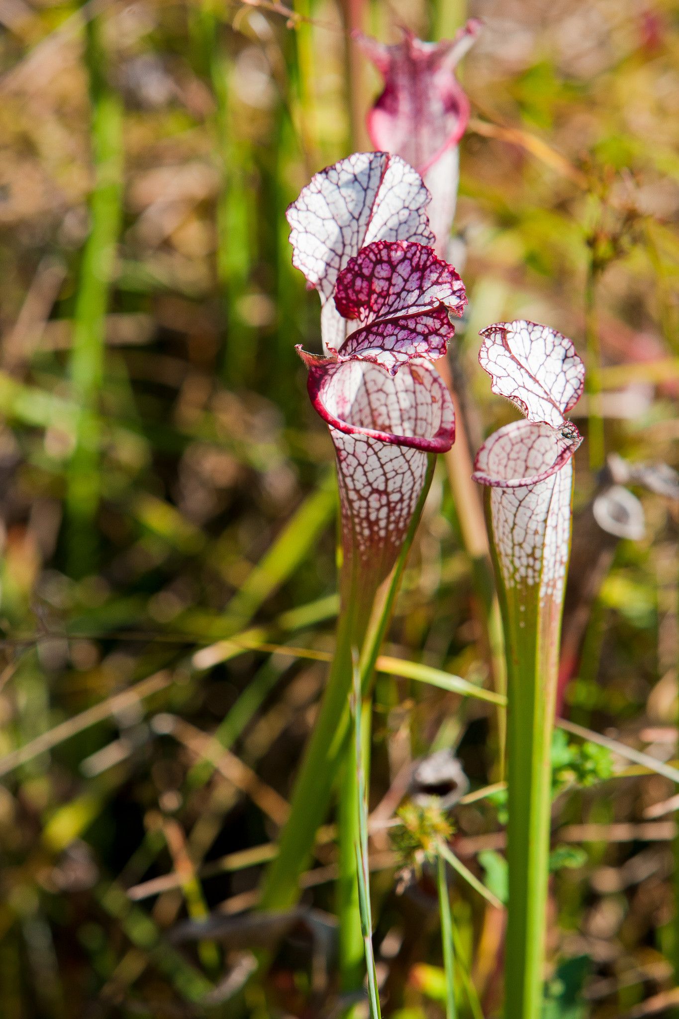Go wild with wetlands - Alabama's Coastal Connection
